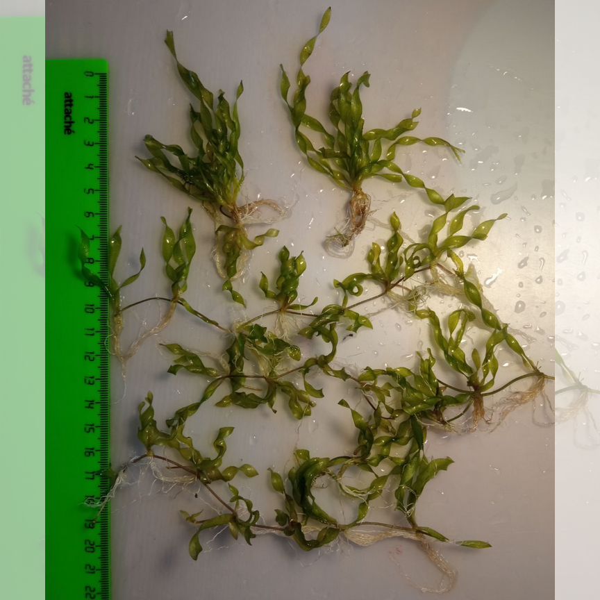 Аквариумное растение валлиснерия