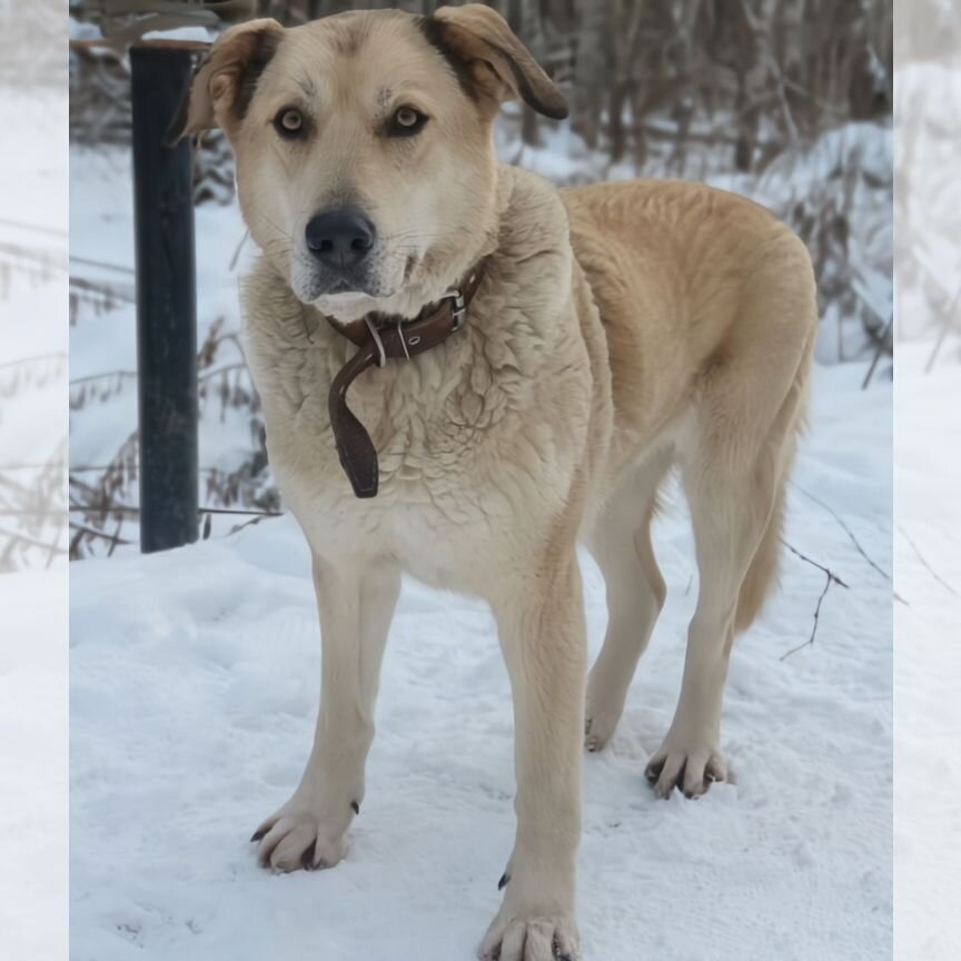Взрослая собака в добрые руки