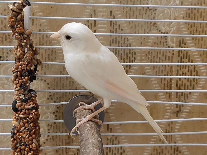 Канарейки белые