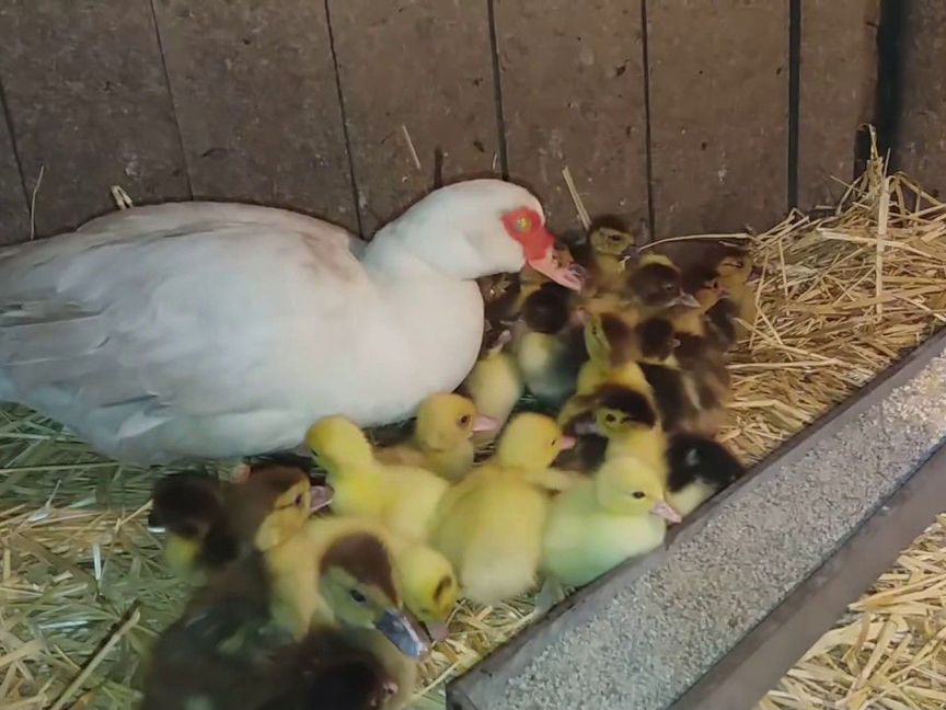 Утята индоутки