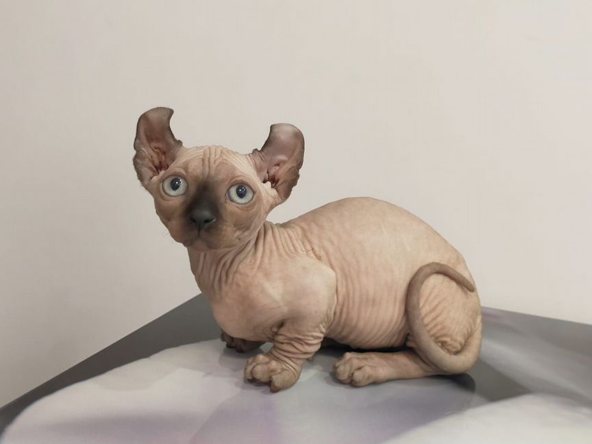 Котята двэльфы короткие и длинные