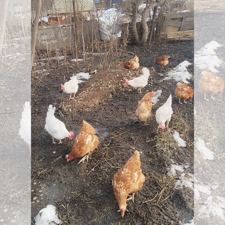 Куры несушки