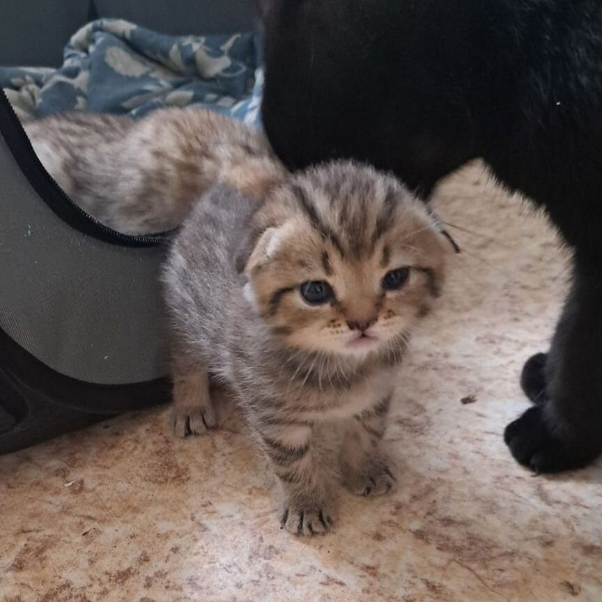 Британский короткошёрстный котёнок