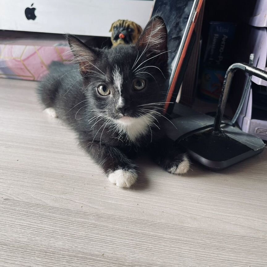 Котята