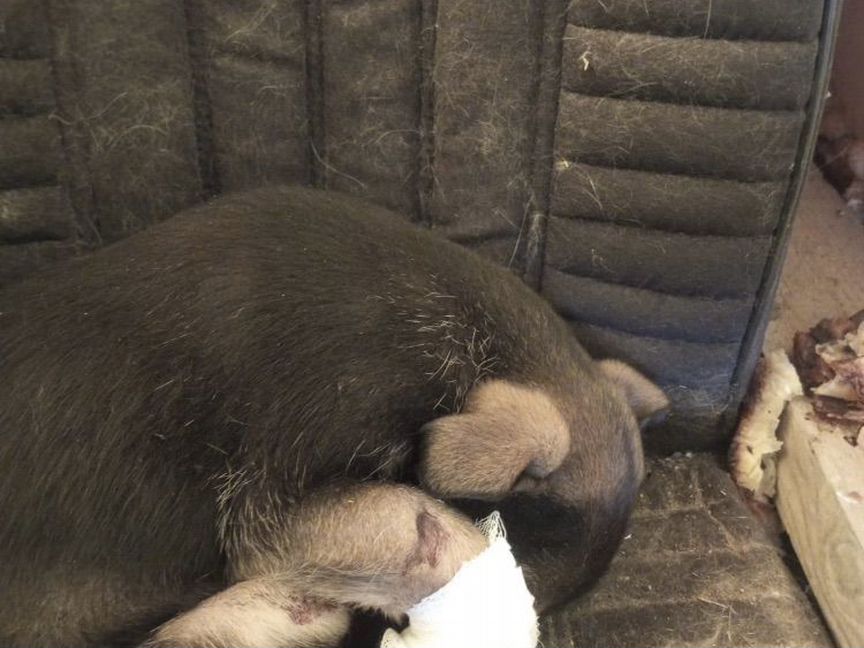 Малышка кутенок