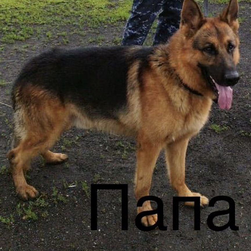 Немецкая овчарка, щенок