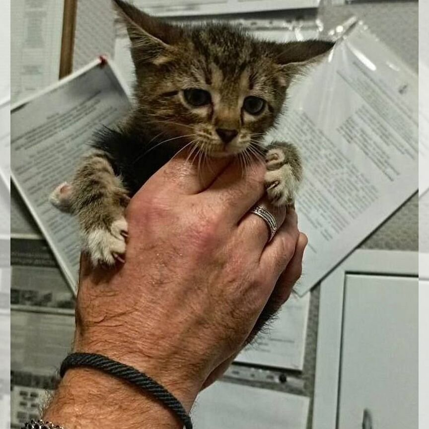 Котёнок в добрые руки