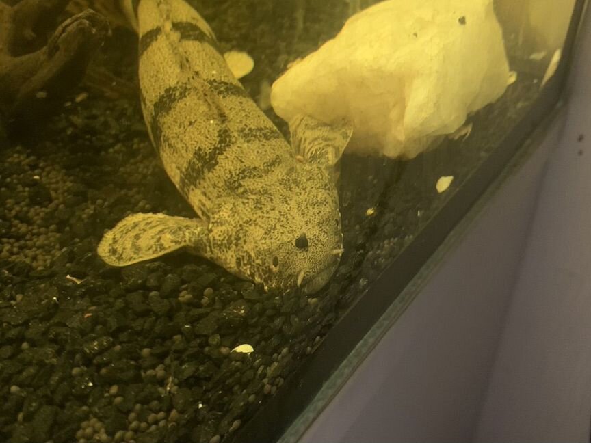 Полиптерус эндлихера