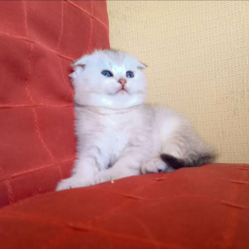Шотландские котята серебристые и золотые шиншиллы
