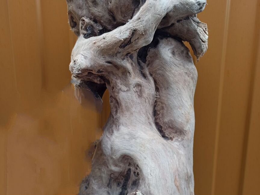 Коряги дрифтвуд