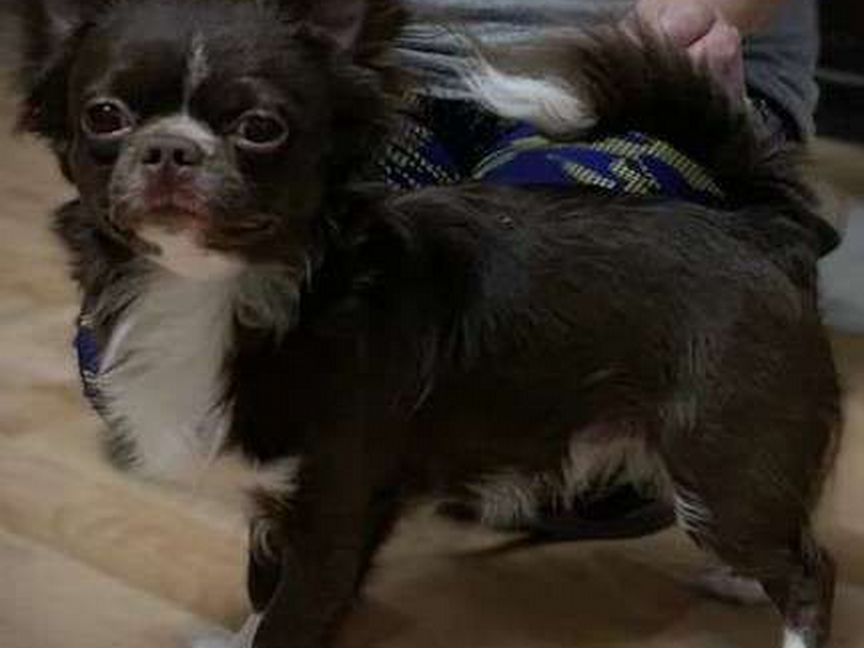 Вязка чихуахуа