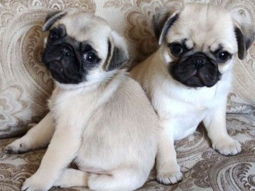 Мопс