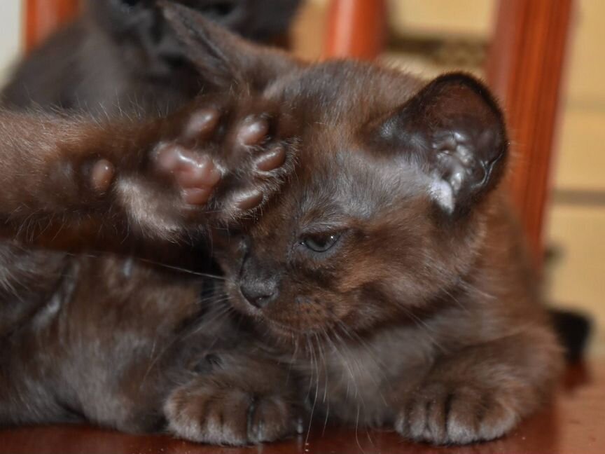 Бурманские девочки