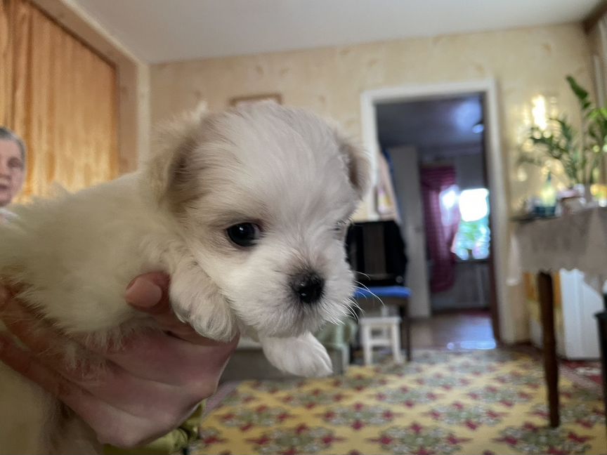 Мальтийская Болонка девочка