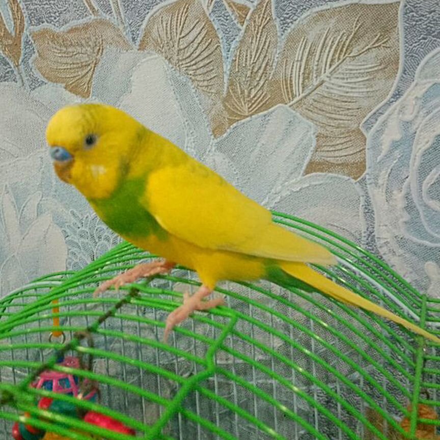Волнистый попугай мальчик с клеткой