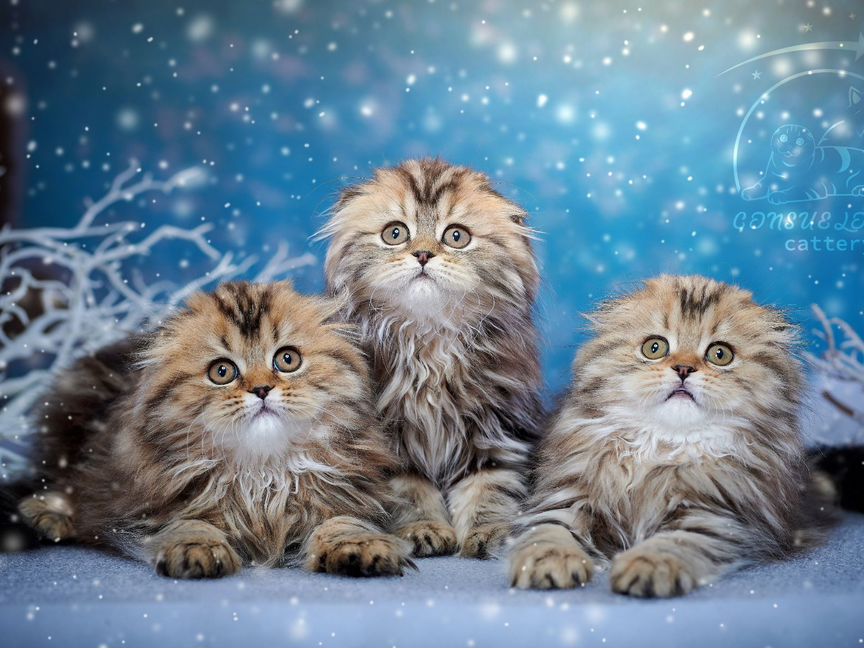 Шотландские котята