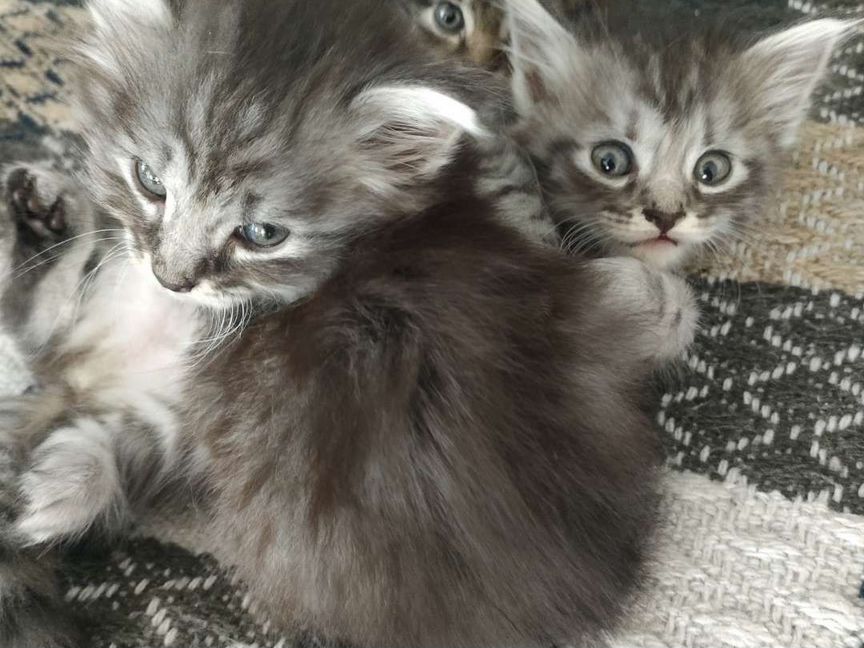 Котята 2мес отдам