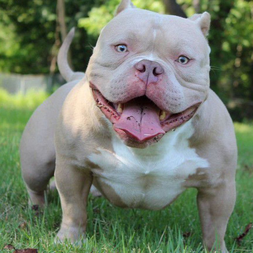 Американский булли покет