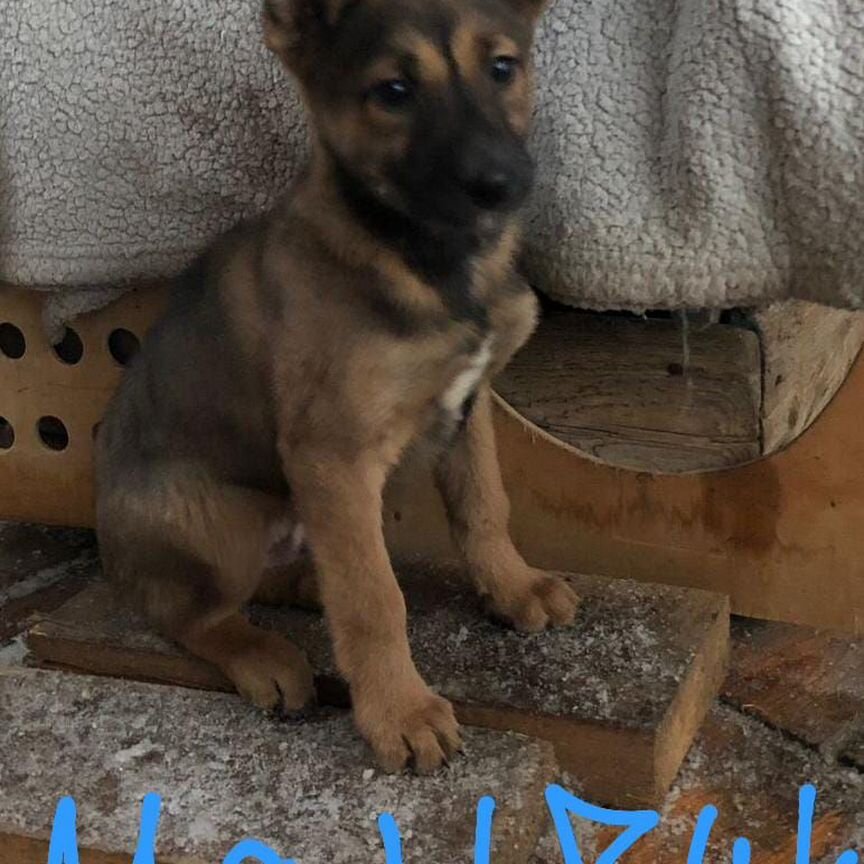 Овчарята, 2 месяца