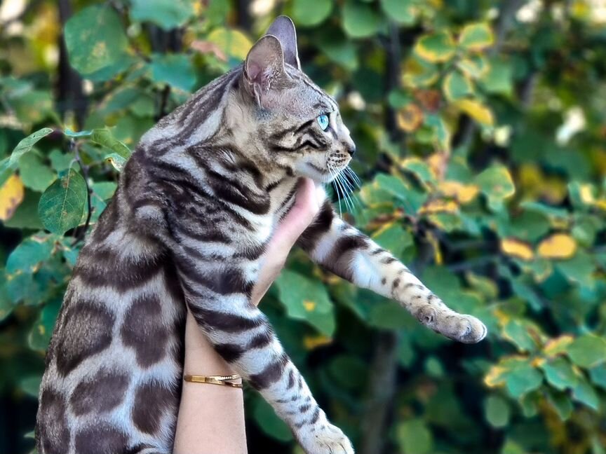 Бенгальские котята