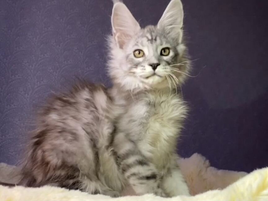 Котенок мейн-кун шадед линия в брид