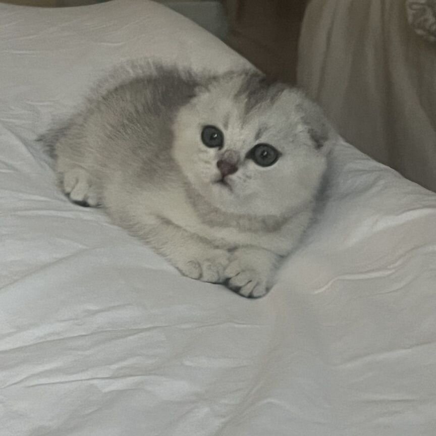 Котята вислоухие с изумрудными глазками