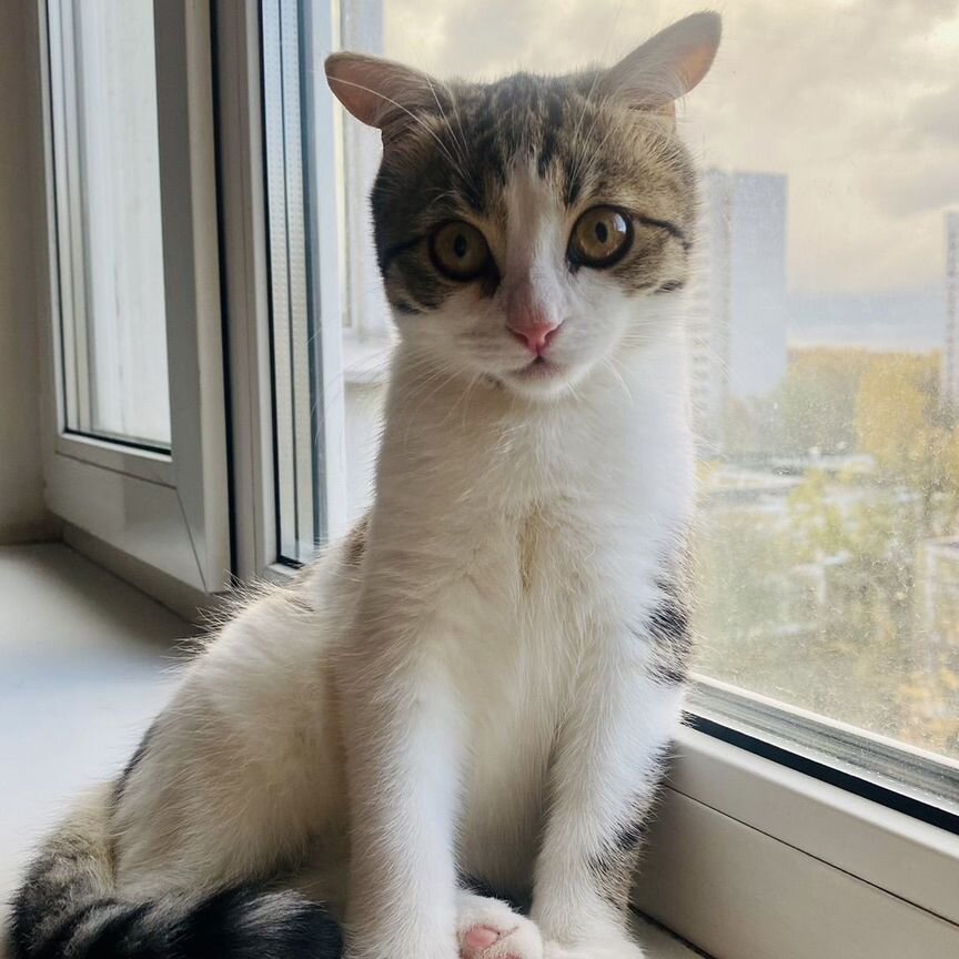 Котенок