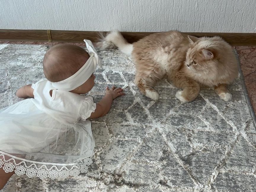 Длинношерстный шотландский котик