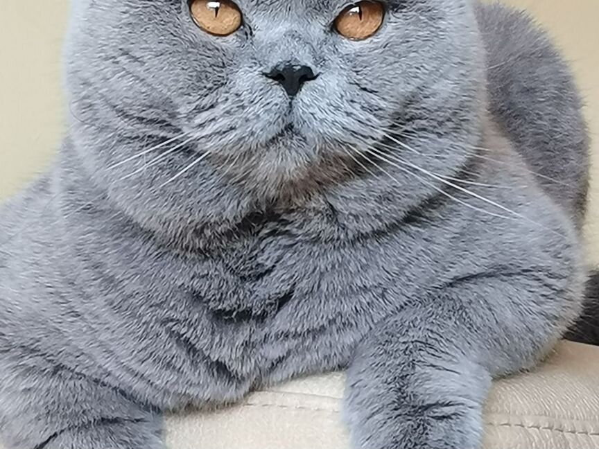 Котик ждёт невесту
