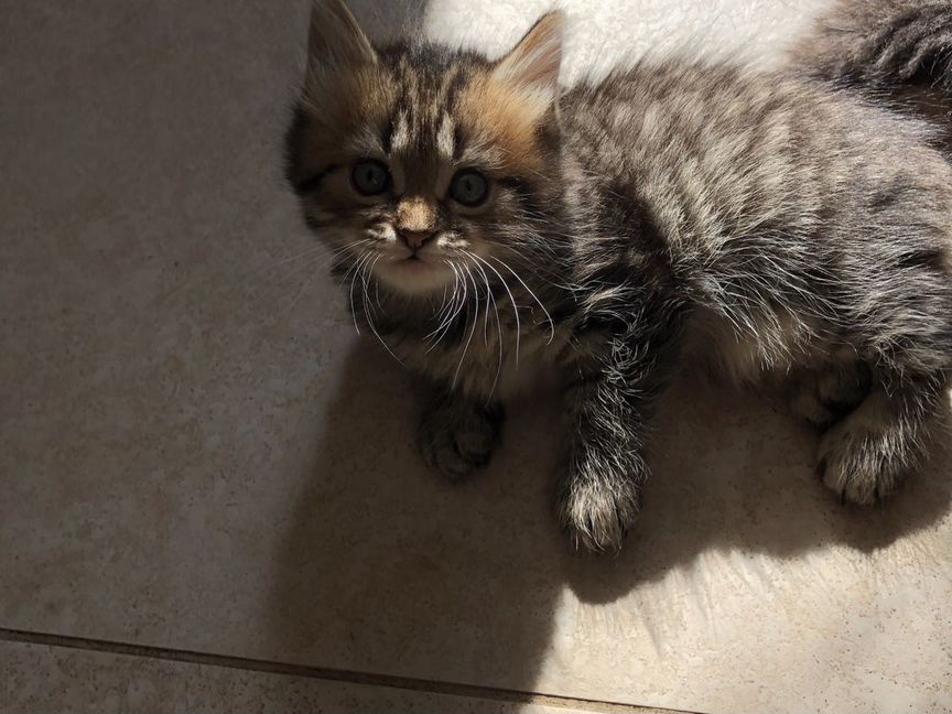 Котята девочки в добрые руки