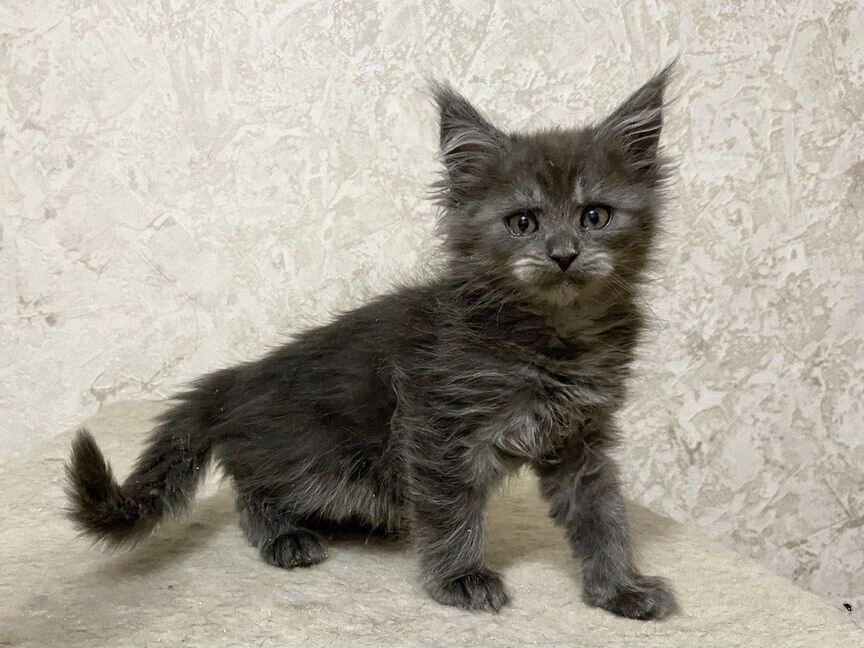 Мейн-кун котёнок-кот голубой