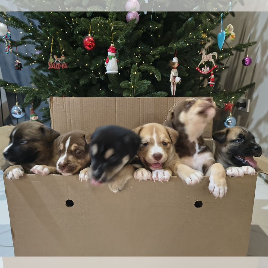 Щенок от частного владельца