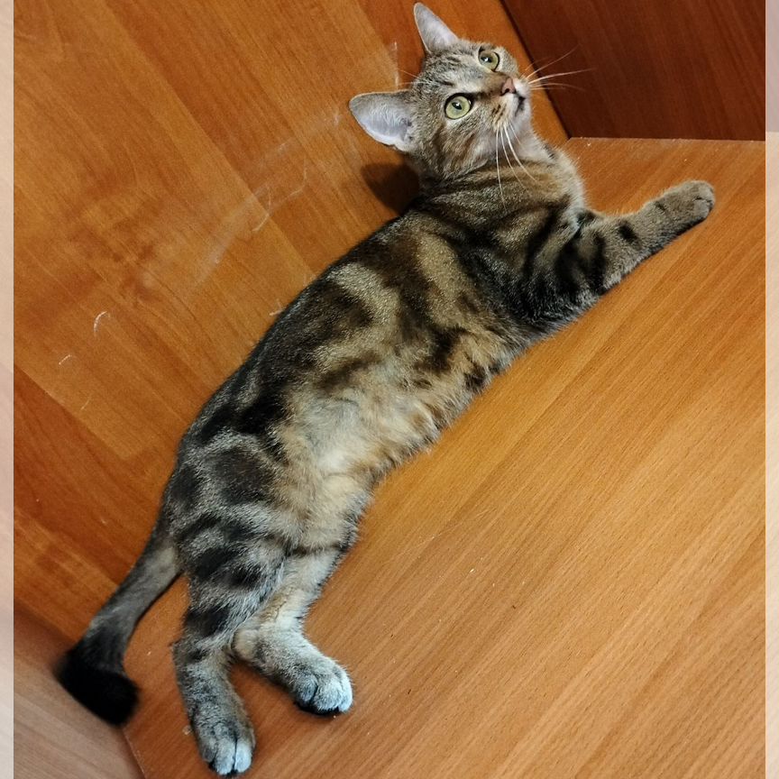 Кошки в добрые руки