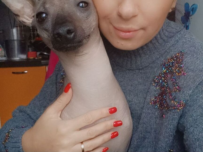 Ксоло мальчик вязка