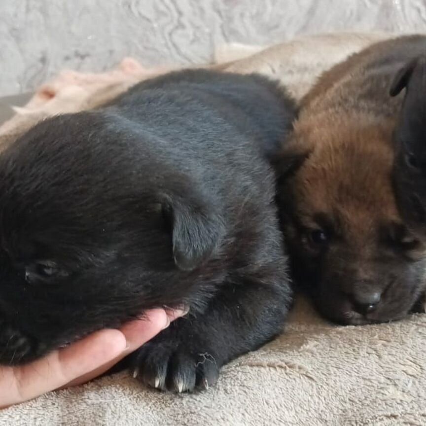 Щенки в добрые руки