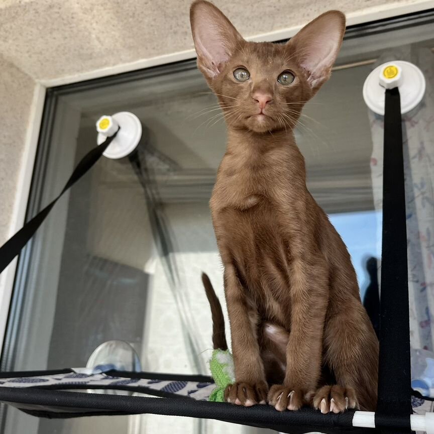 Ориентальный котёнок