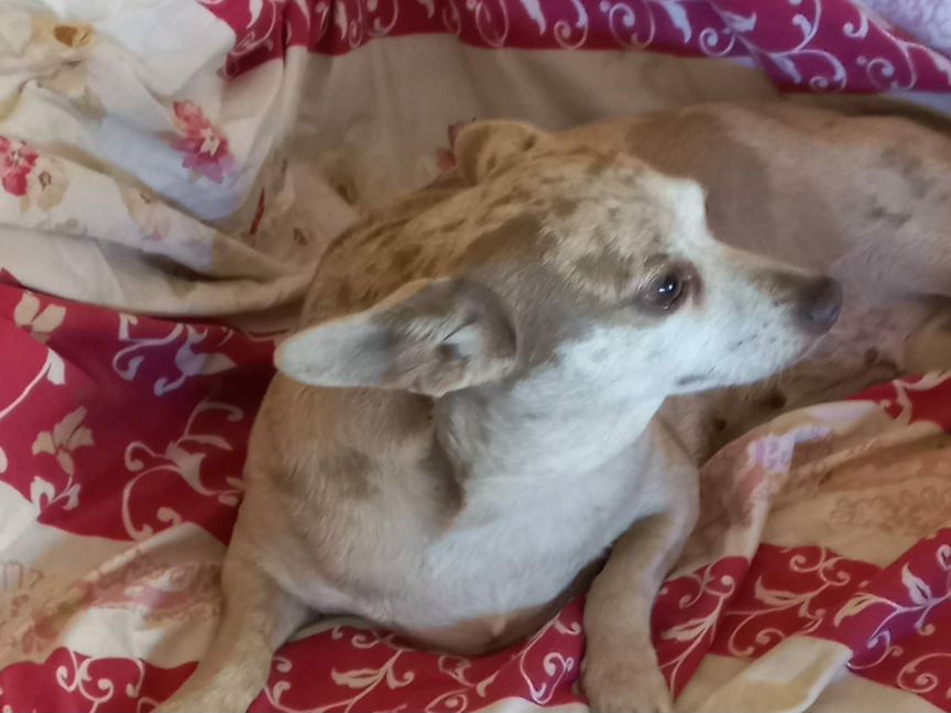 Девочка голубой мерле