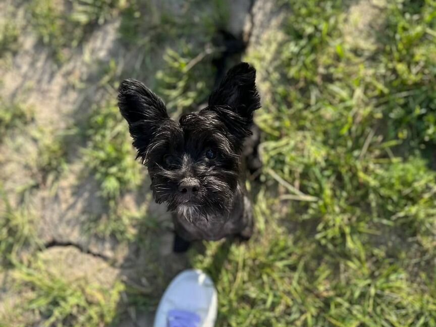 Йоркширский терьер