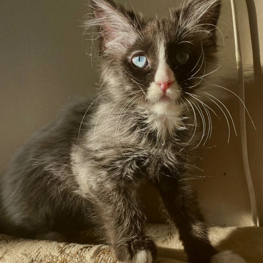 Мейн-кун котёнок