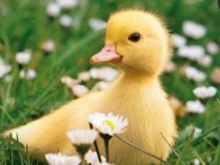 Инкубационное яйцо