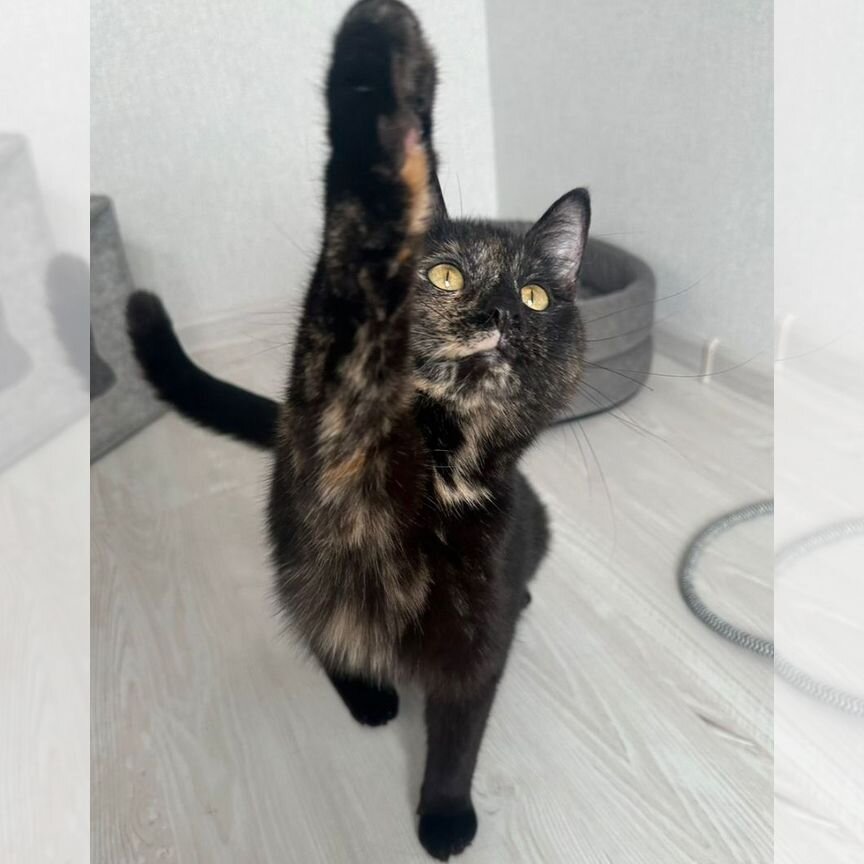 Взрослая, кошка в добрые руки