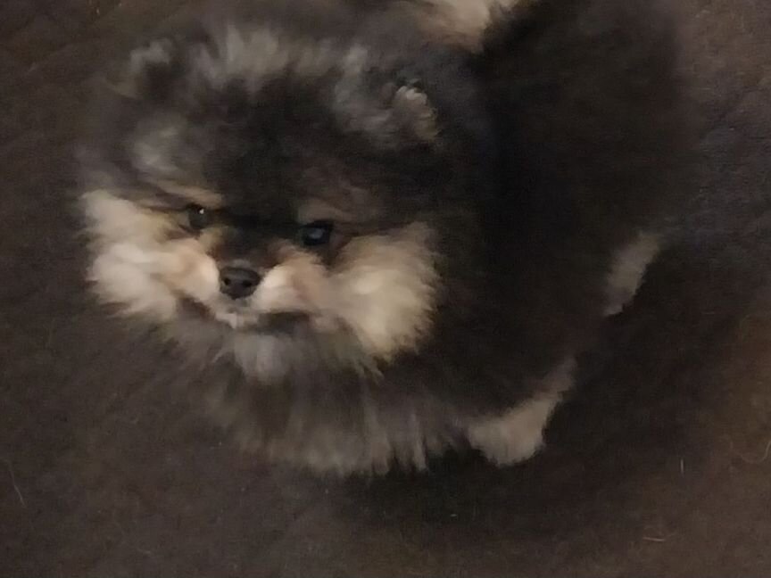 Шпицедетки мальчишки и девчонки