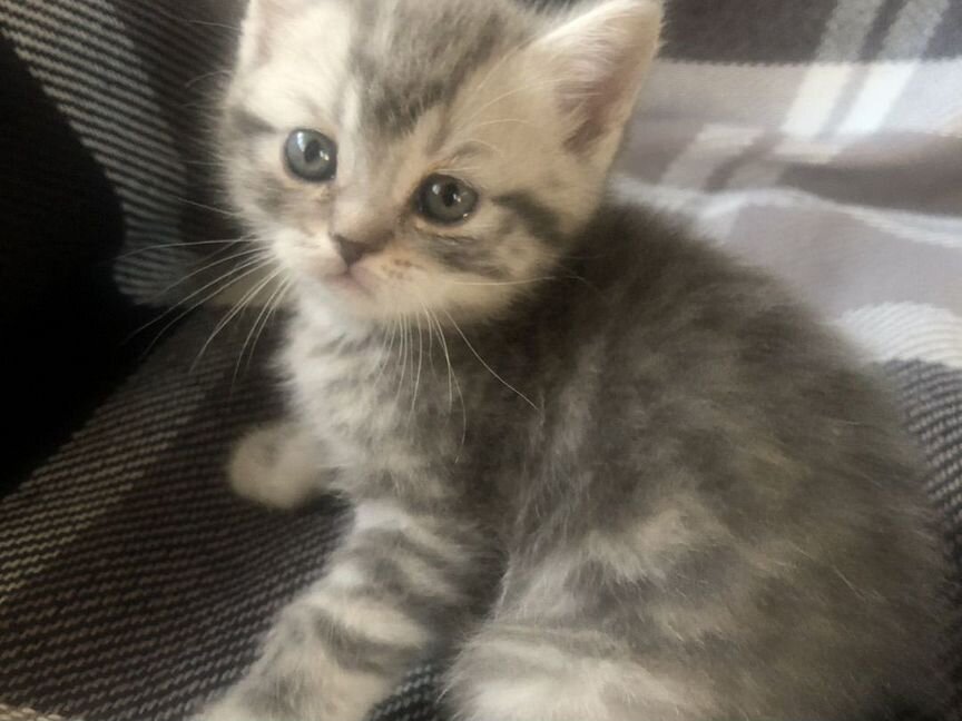 Шотландские котята