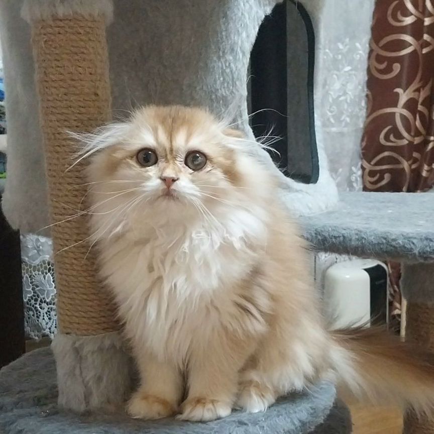 Золотая шиншилла