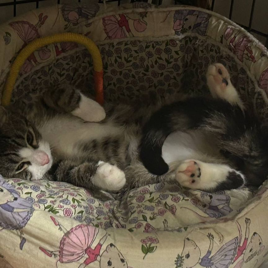 Котенок хочет домой
