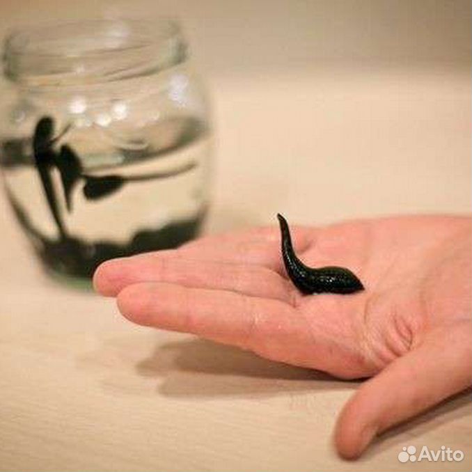 Пиявки медицинские