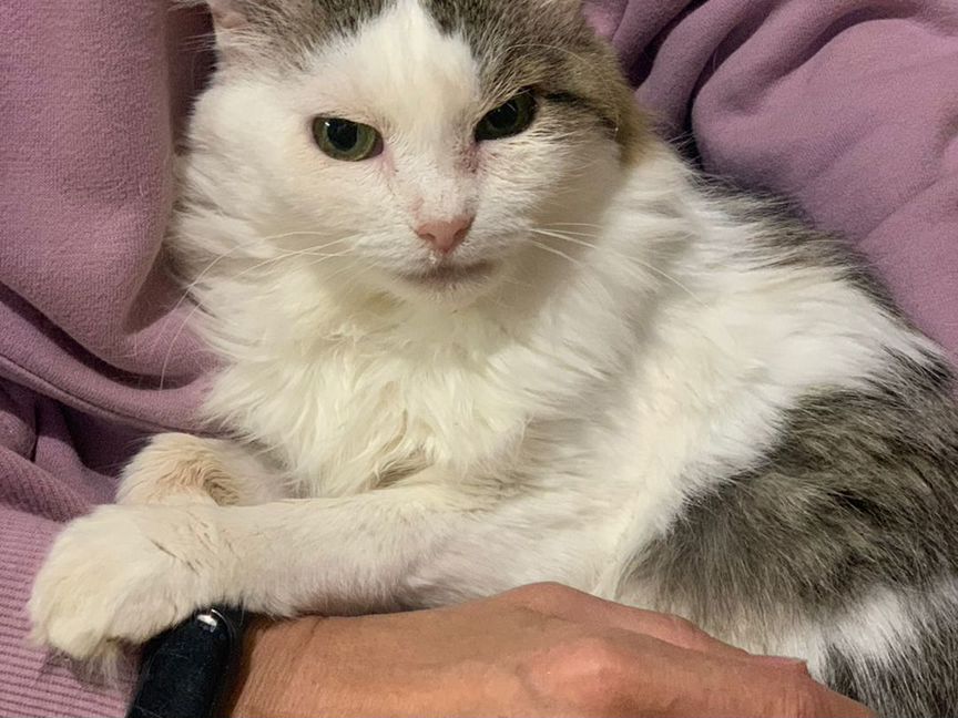 Умная кошечка