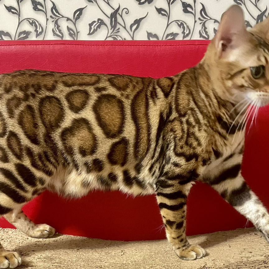 Бенгальские котята Бенгальская Бенгал