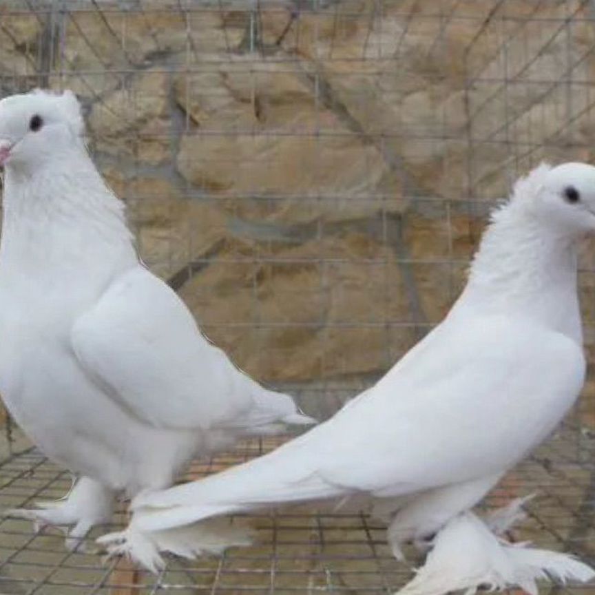 Белые чубатые голуби
