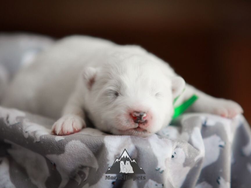 Щенки самоеда